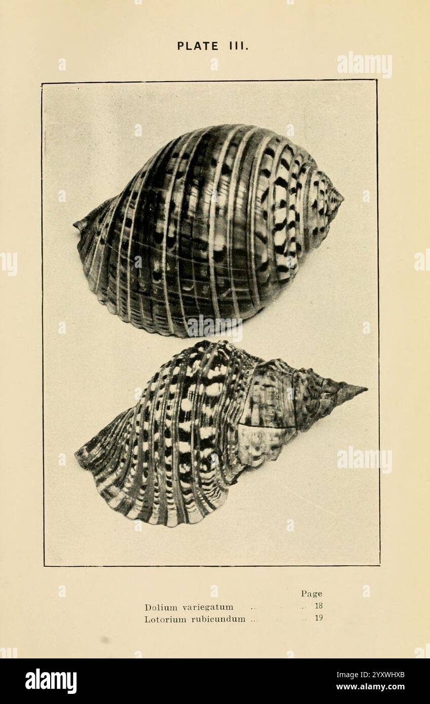 Beautiful shells of New Zealand, Auckland, Collins Bros, 1908, New ...