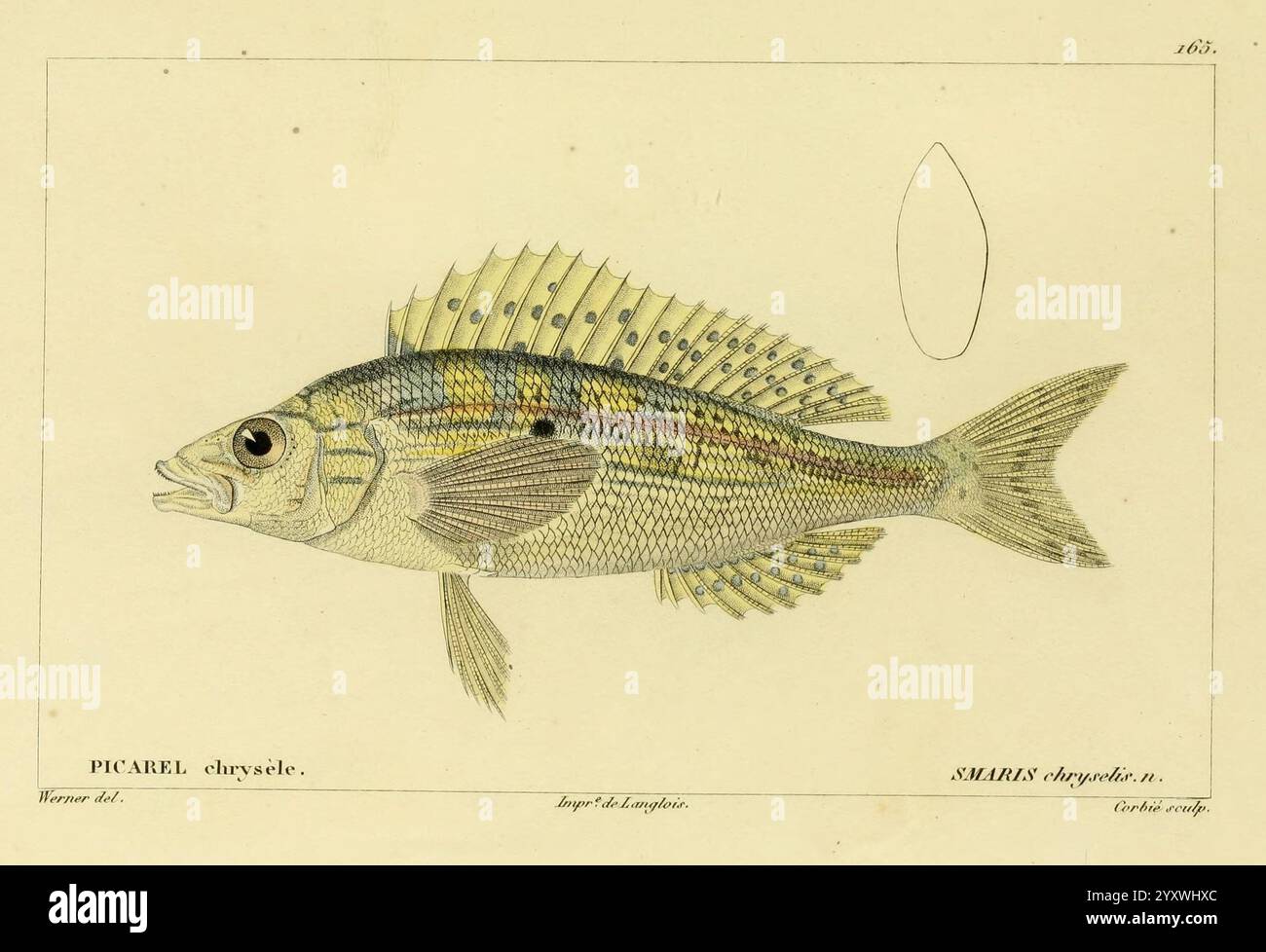 Indicating another species hi-res stock photography and images - Alamy