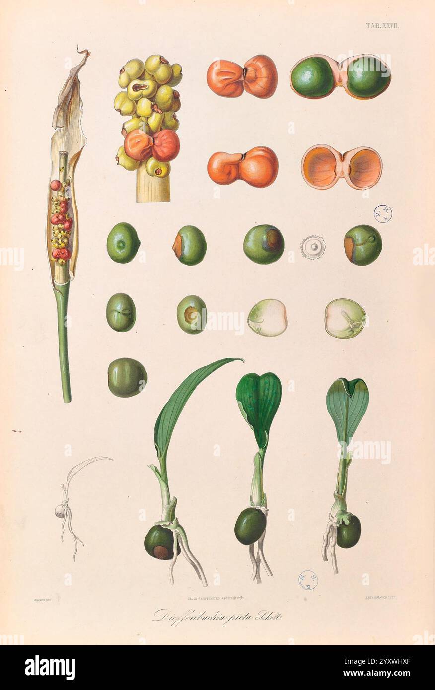 Icones Aroidearum Vindobonae 1857 Araceae Pictorial works Aroids ...