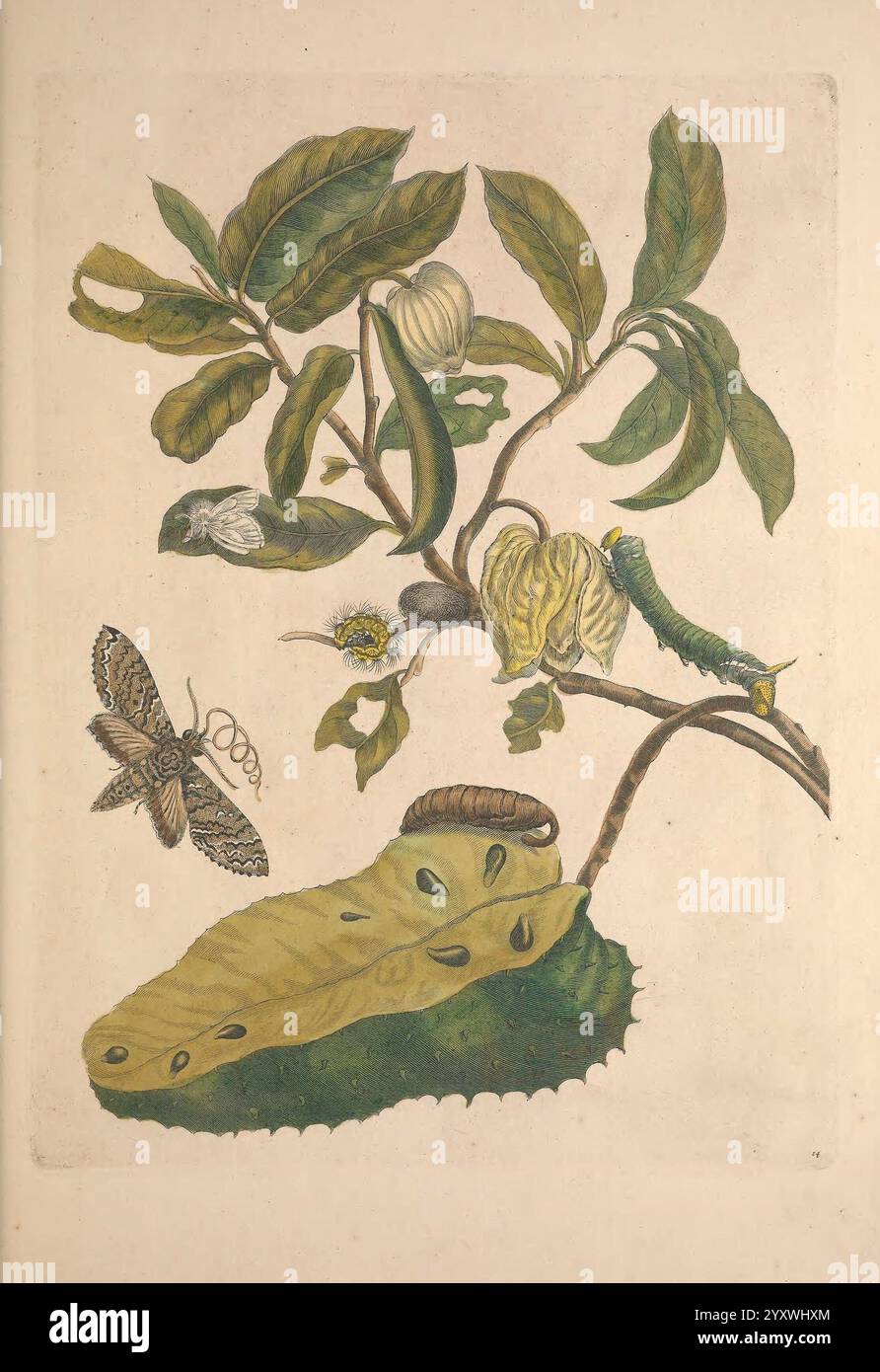 Maria sibylla merian maria sibylla merian women hi-res stock ...