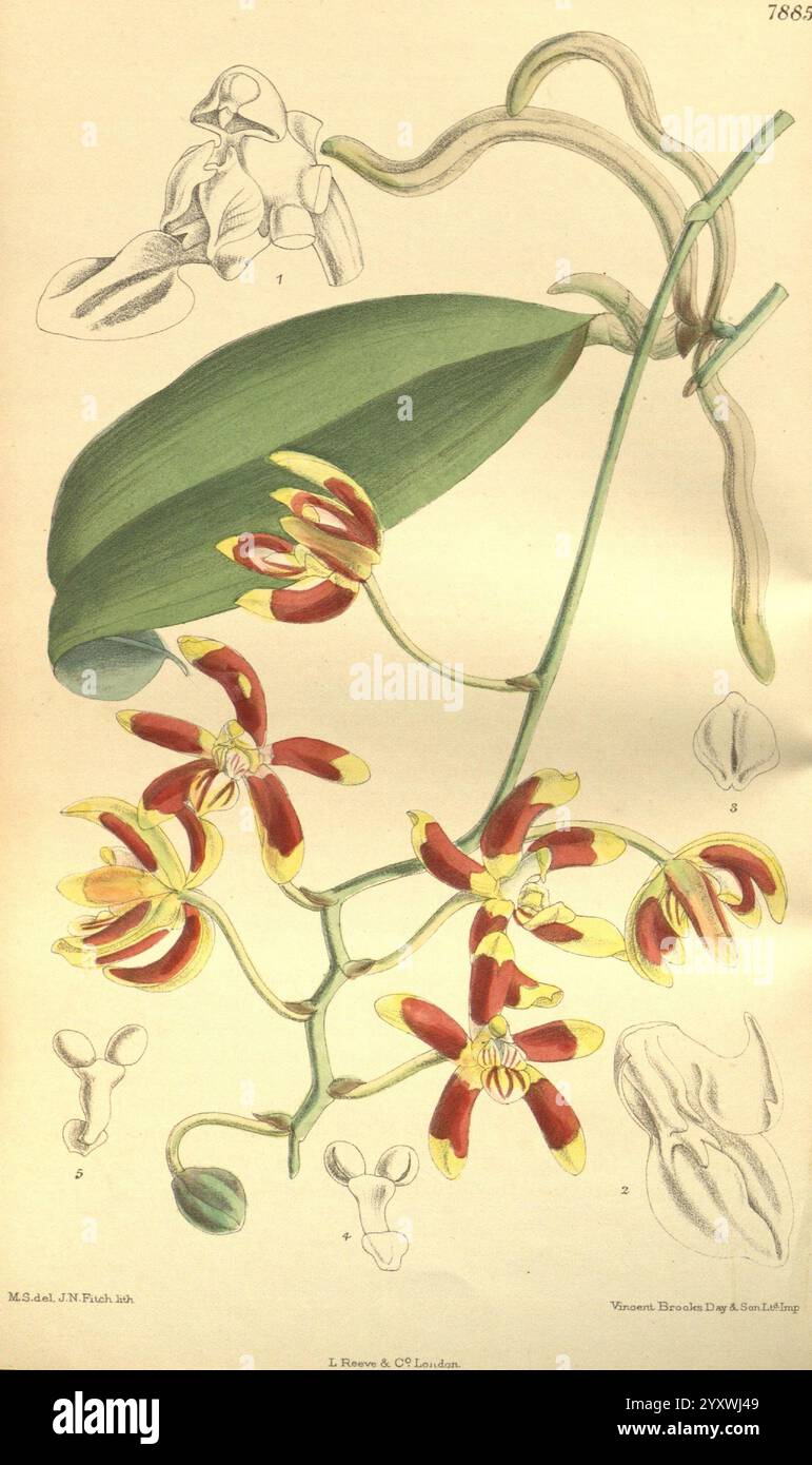Curtis's Botanical Magazine, London, New York, botanical illustration ...