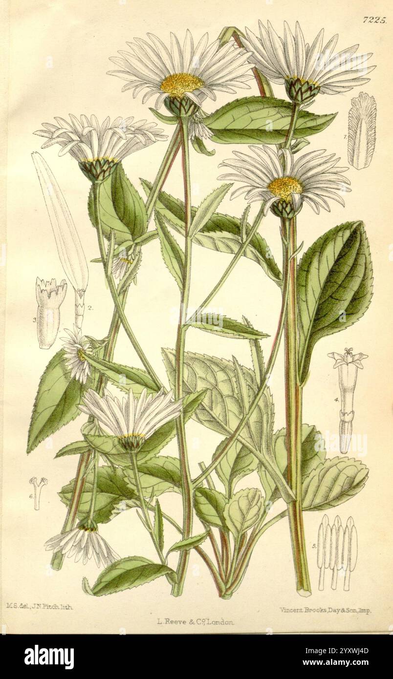 Curtis's Botanical Magazine London New York Botanical Illustration ...