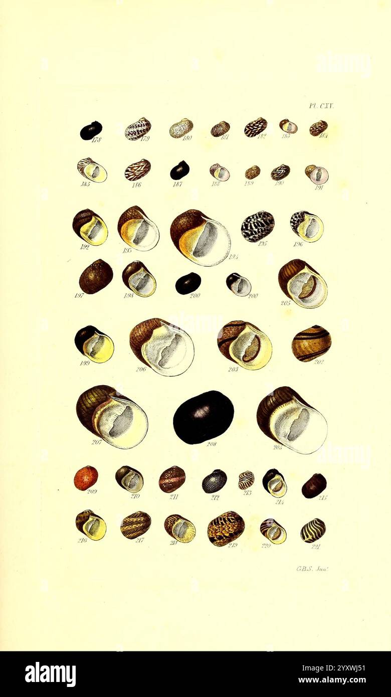 Natural spectrum of shells hi-res stock photography and images - Alamy