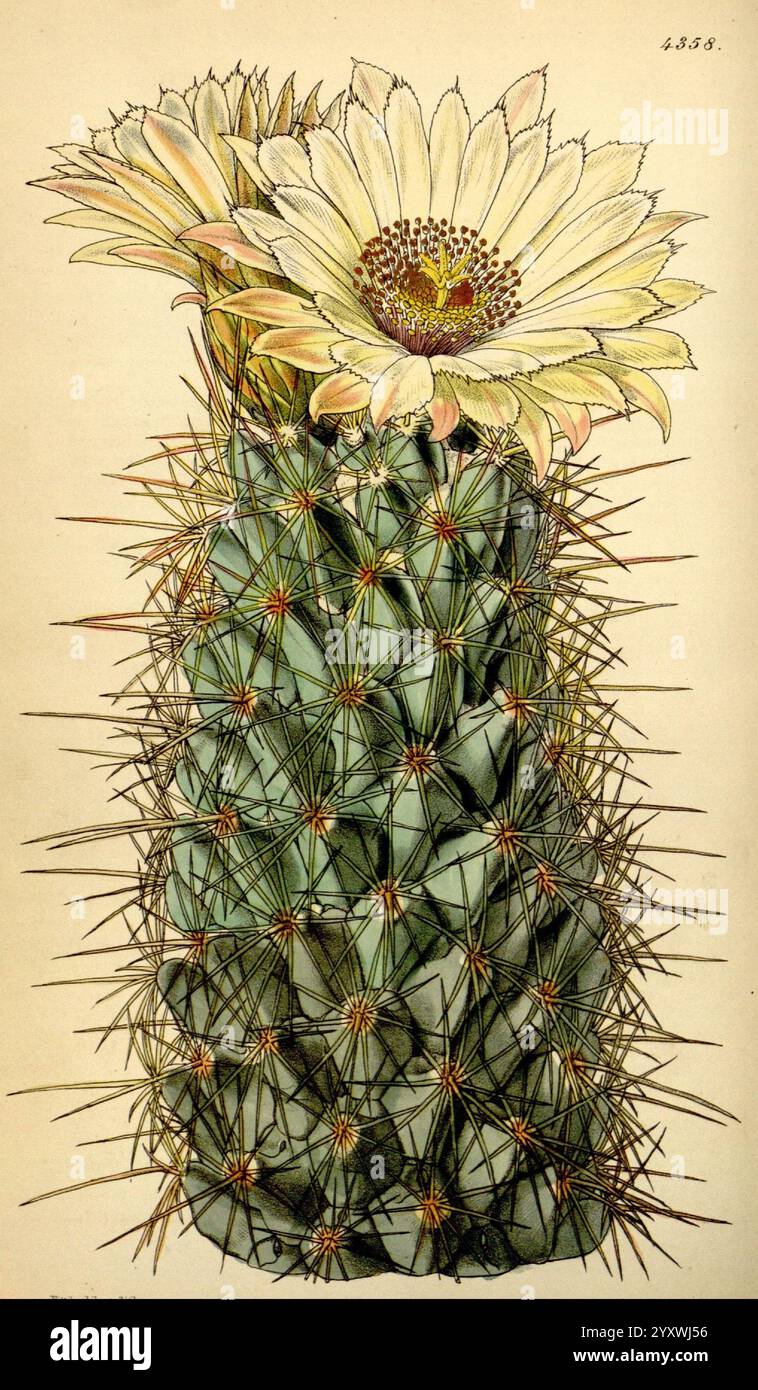 Curtis's Botanical Magazine. London, New York, botanical illustration ...