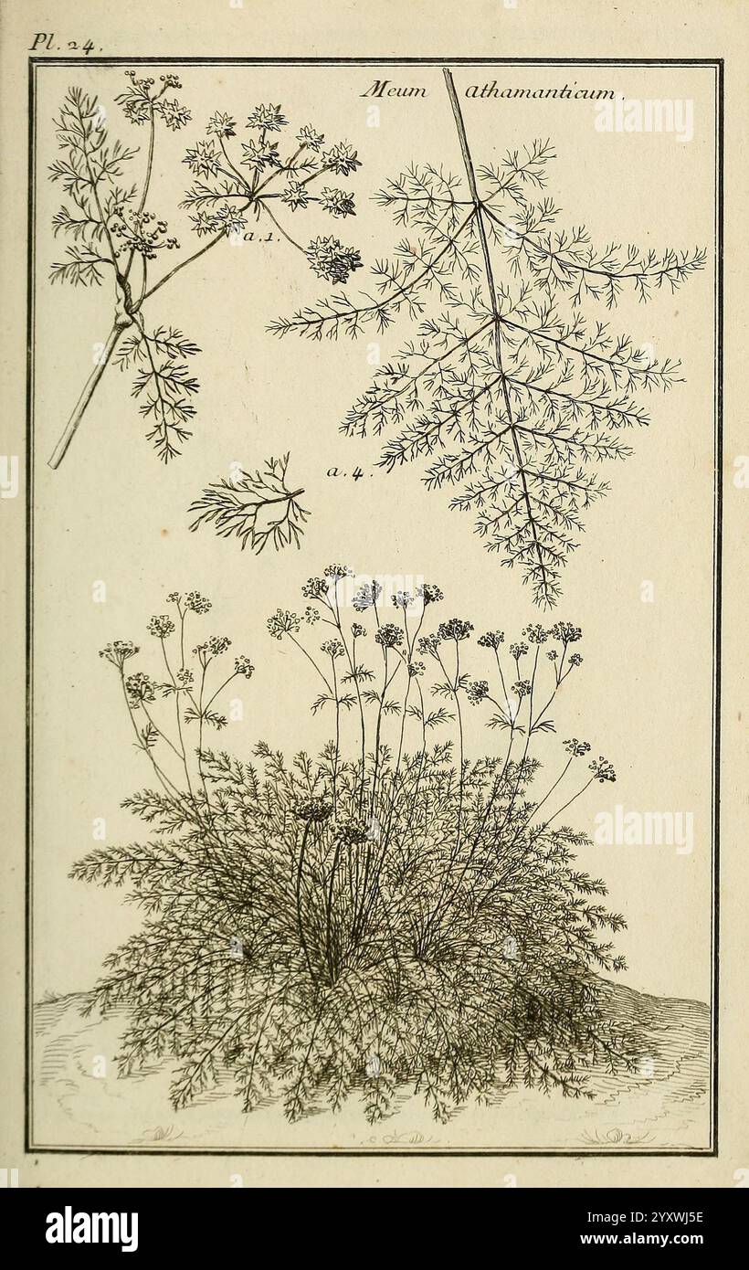 Structured leaf arrangement hi-res stock photography and images - Alamy