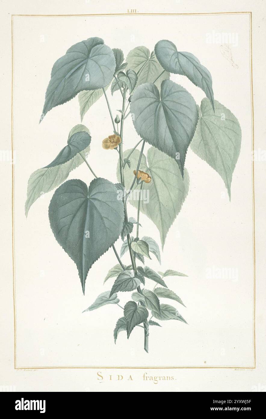 Meticulous representation showcases hi-res stock photography and images ...