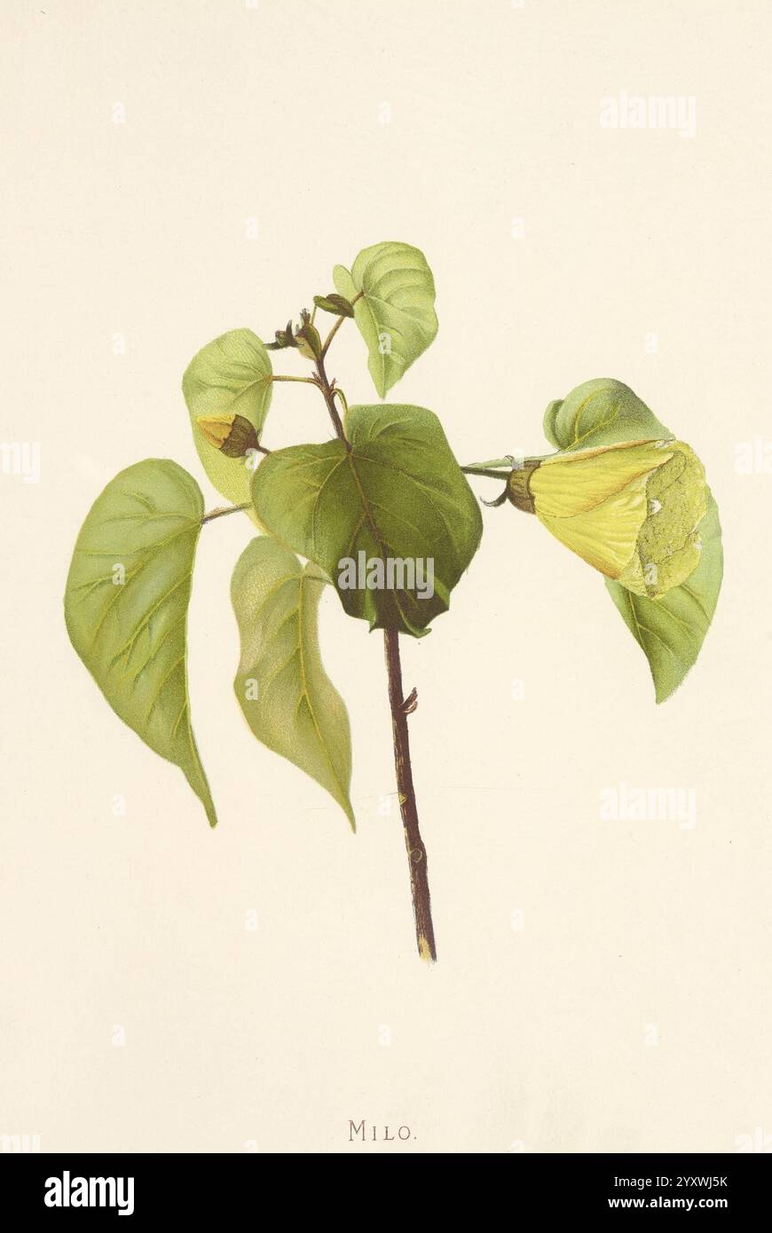 Indigenous, flowers, of, the, Hawaiian, islands, London, Sampson, Low ...