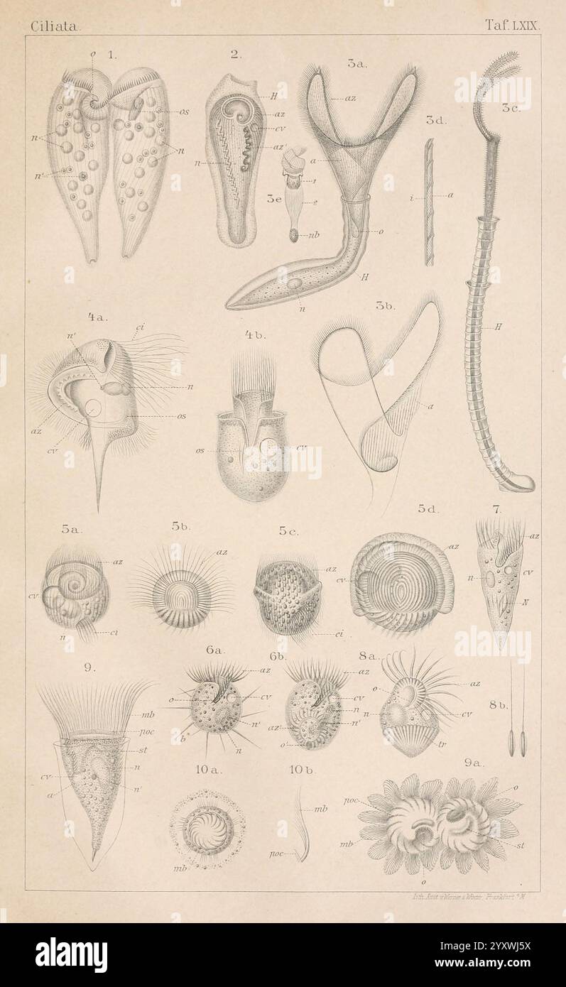 Class ciliata hi-res stock photography and images - Alamy