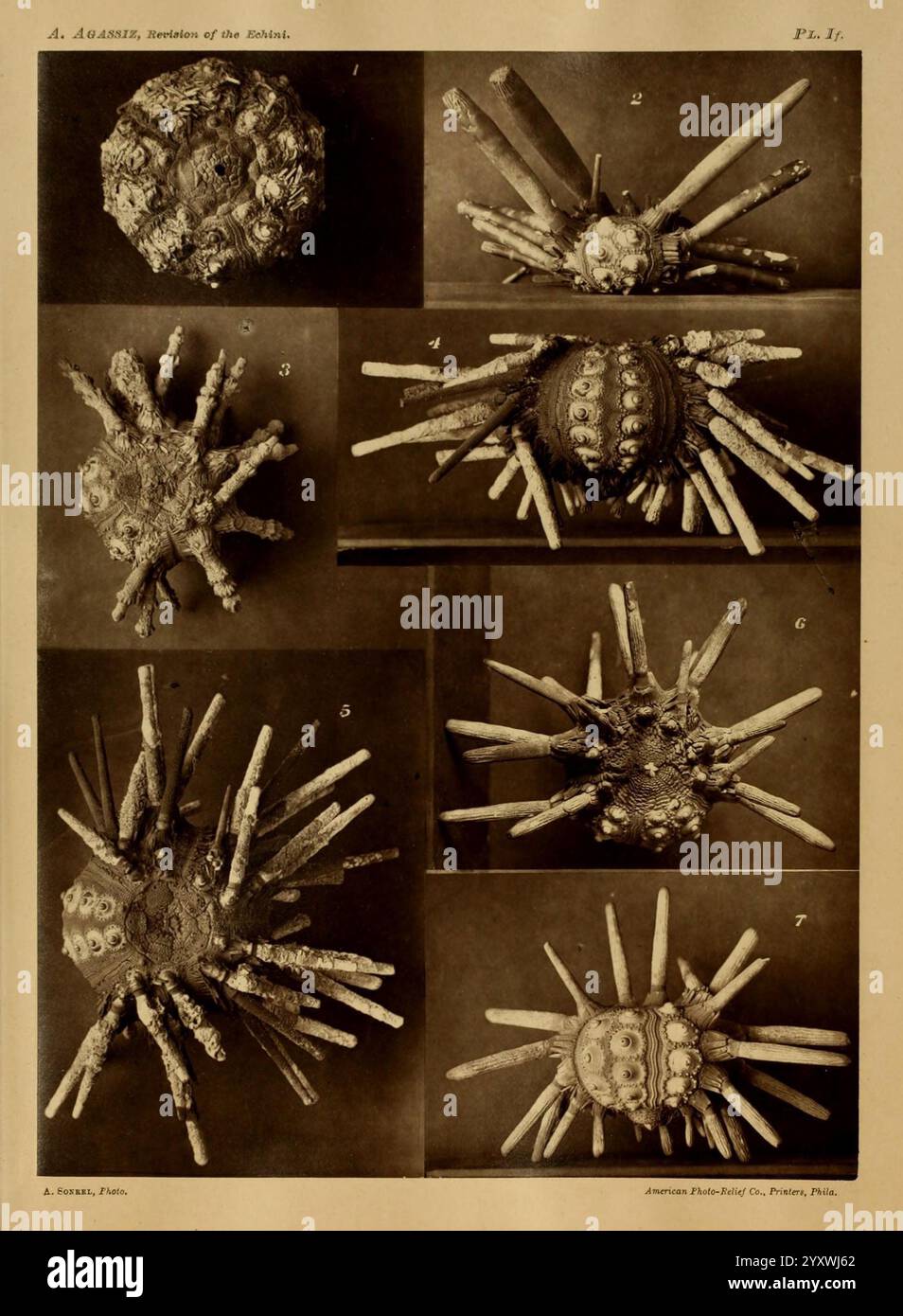 Revision of the Echini Cambridge, Mass, University Press, 1872-1874 ...