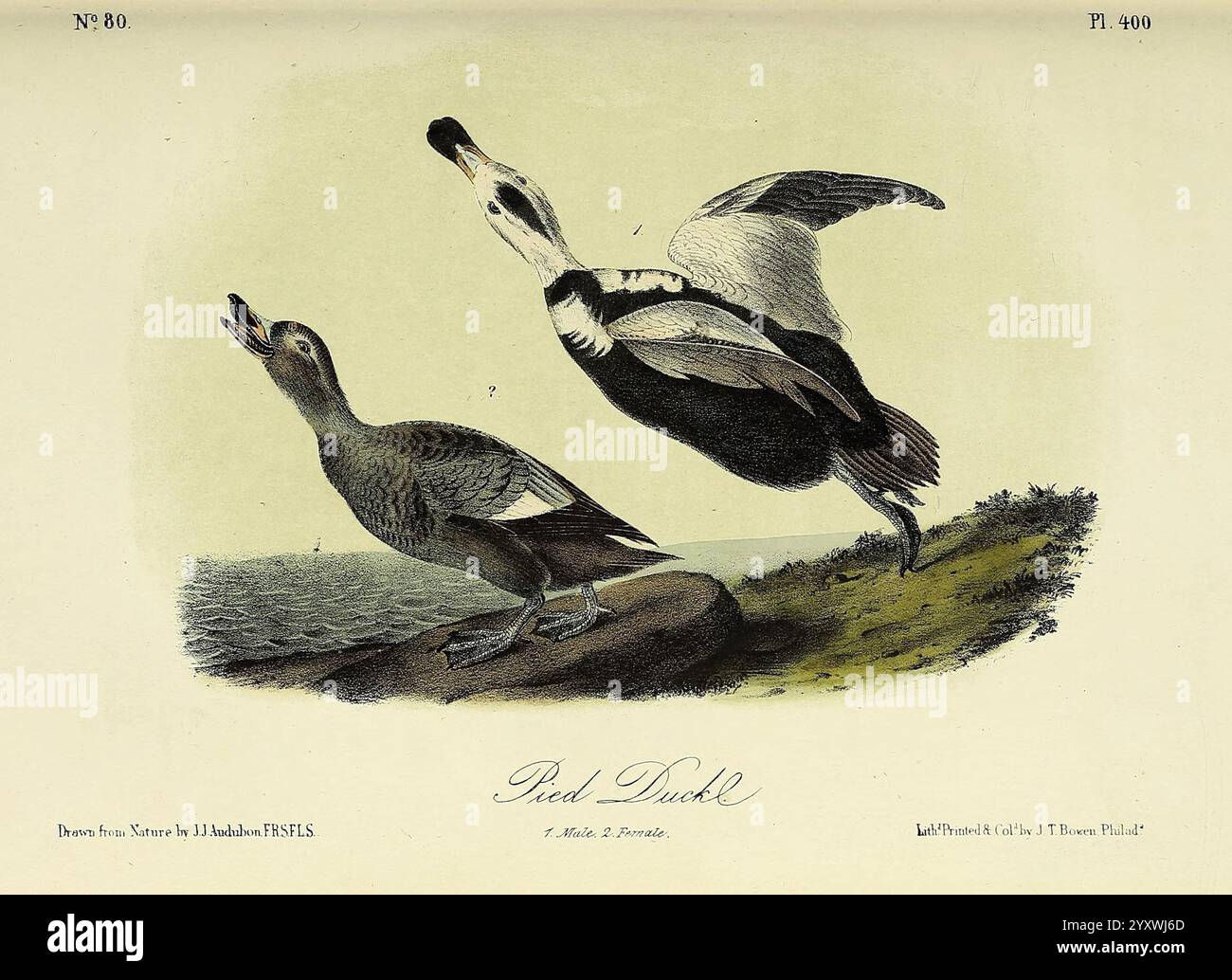 Illustration features two birds showcased hi-res stock photography and ...