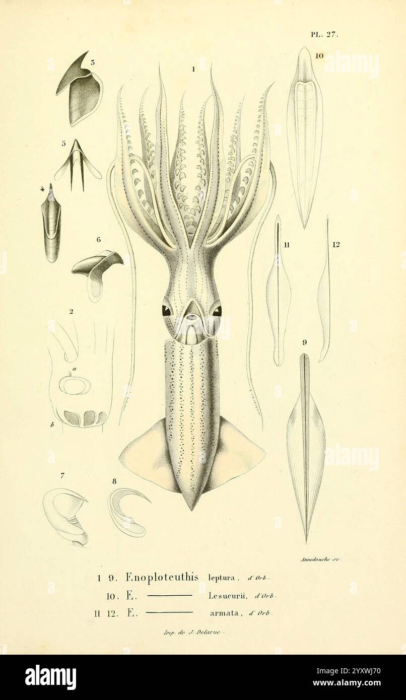 Mollusques, vivants, fossiles, Atlas, Paris, Gide, Cie, éditeurs, 1845 ...
