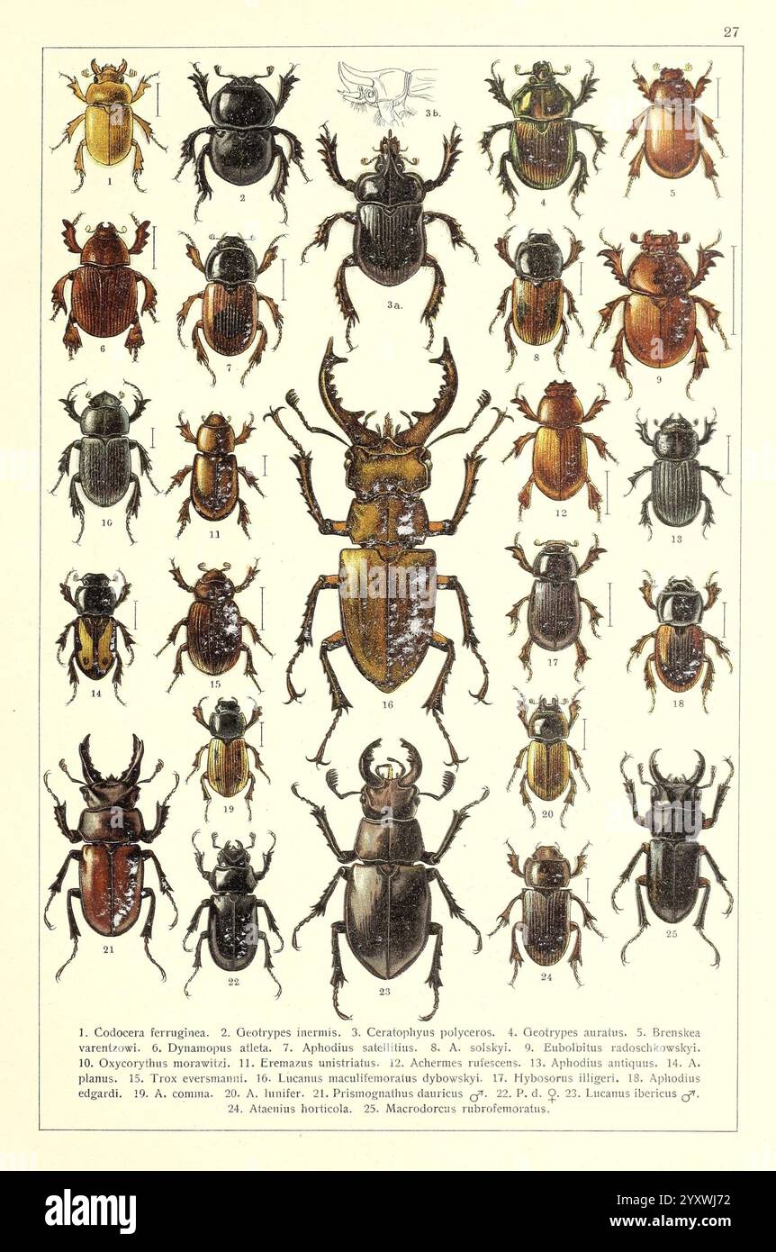 Studying beetle taxonomy hi-res stock photography and images - Alamy