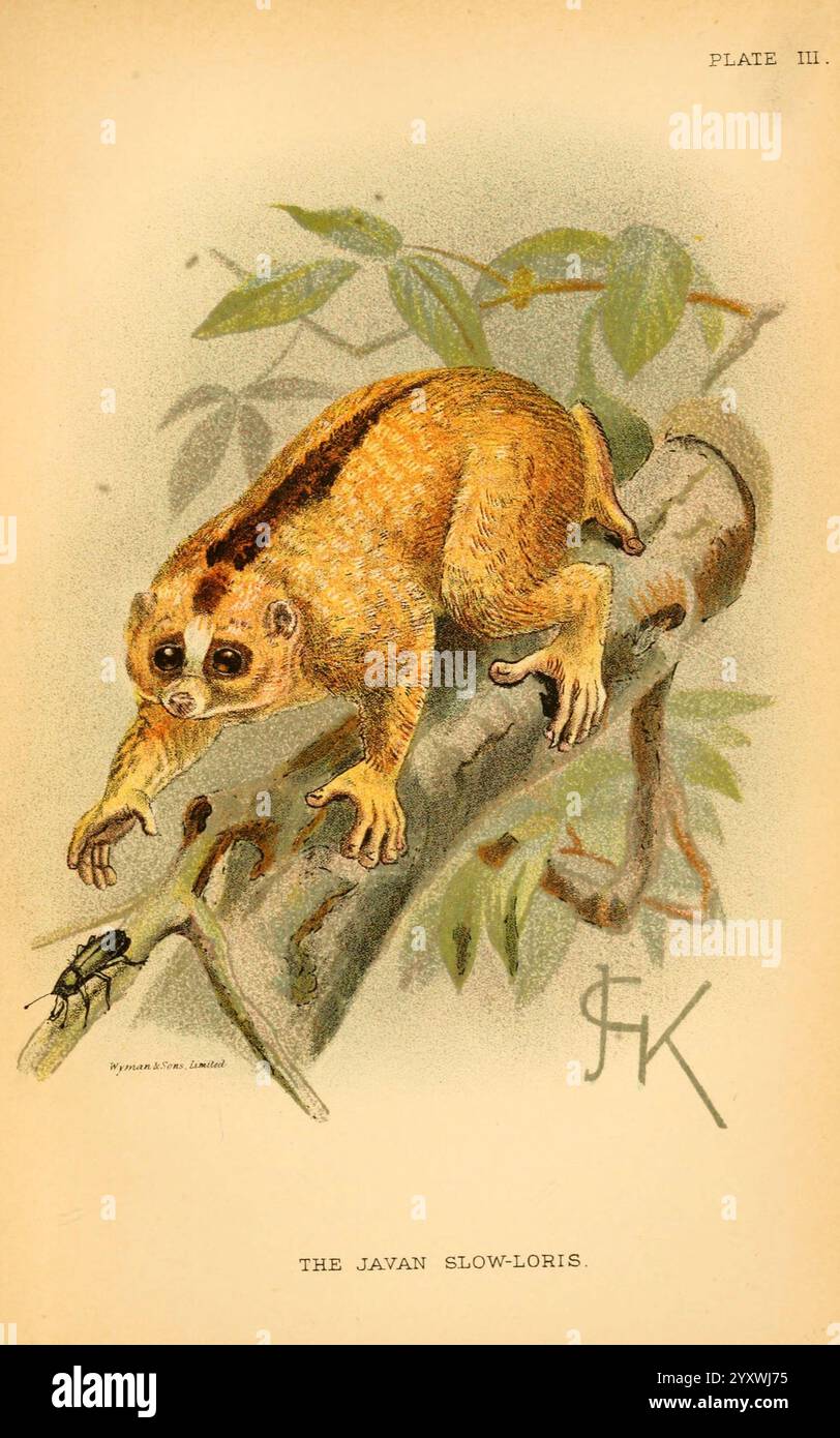 A handbook to the primates London, W.H. Allen & Co, Ltd, 1894, primates ...