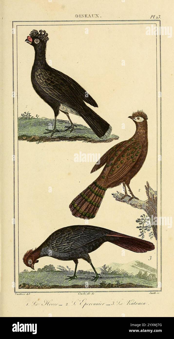 Oeuvres completes de Buffon, Paris, 1841, birds, atlases, This ...