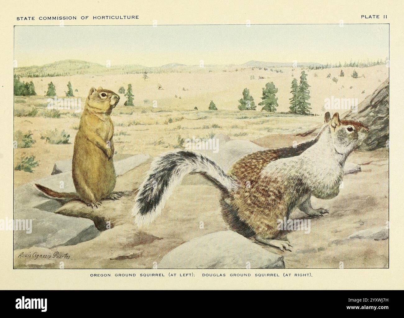 Natural history of the ground squirrels of California, Sacramento ...