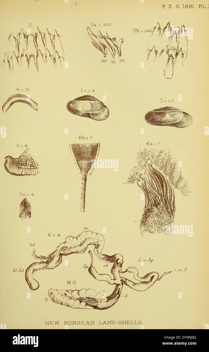Proceedings of the Zoological Society of London, London, Academic Press ...