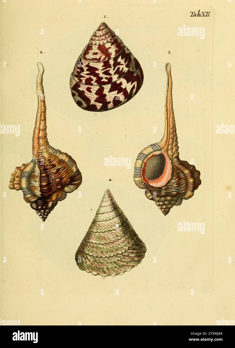 Showcasing elaborate markings hi-res stock photography and images - Alamy