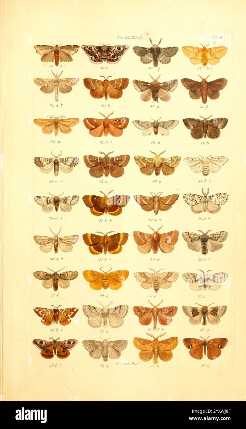 Index entomologicus, London, William Wood, 1839, butterflies ...