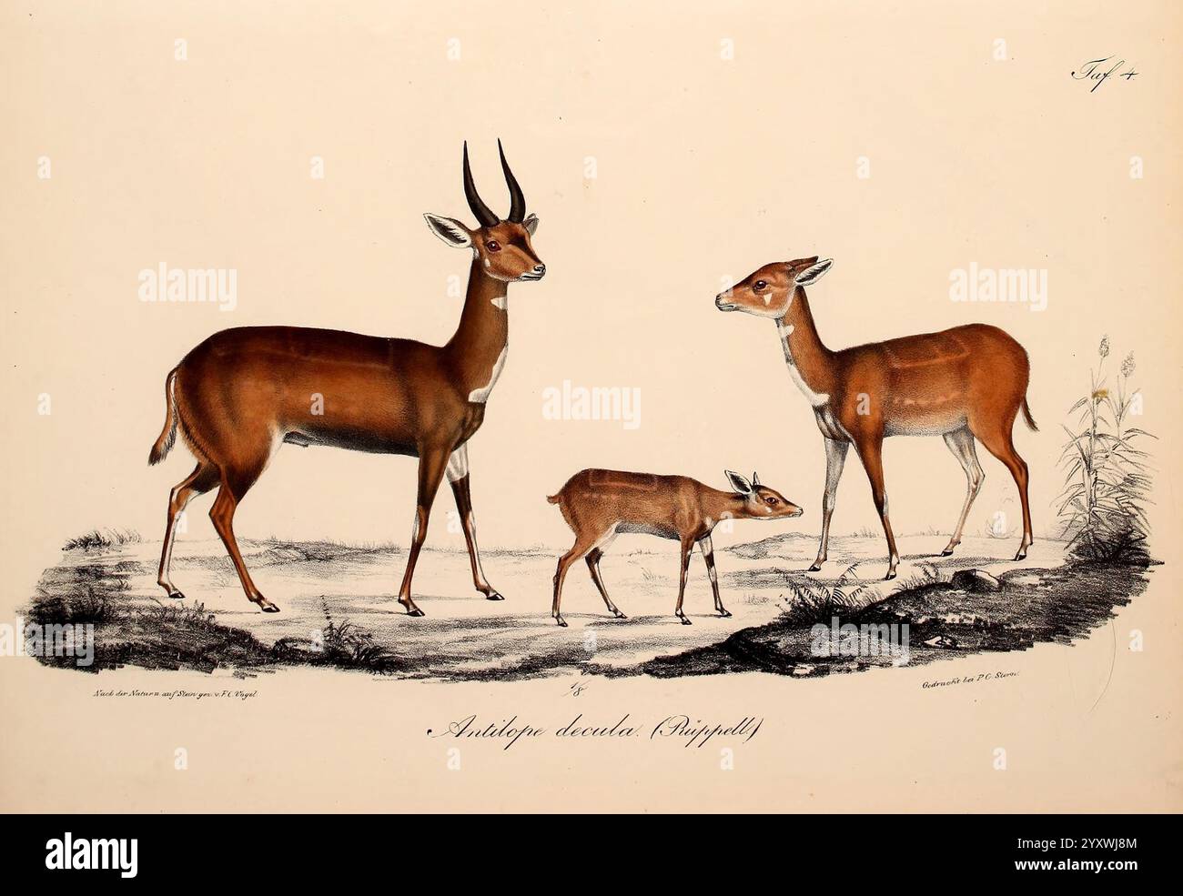 Two graceful antelopes hi-res stock photography and images - Alamy