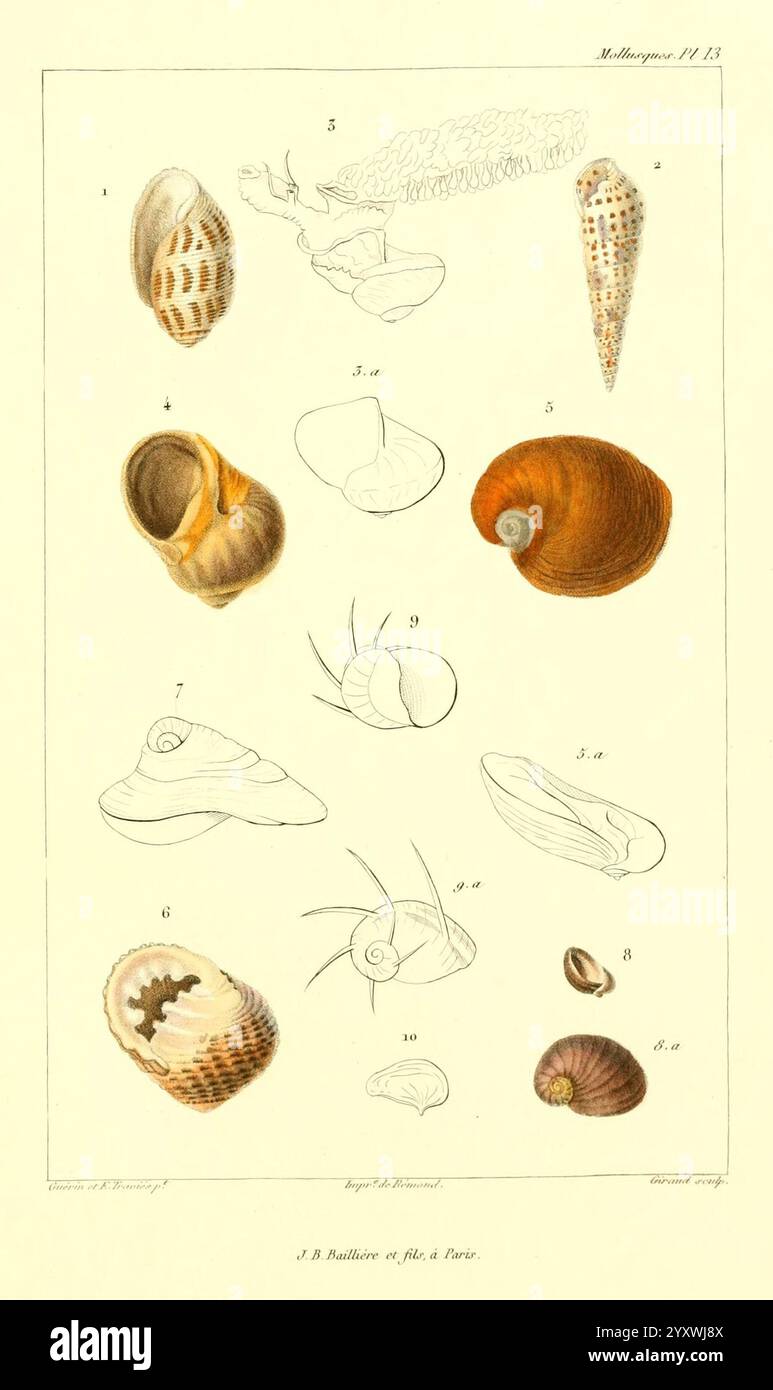Showcased specimens hi-res stock photography and images - Alamy