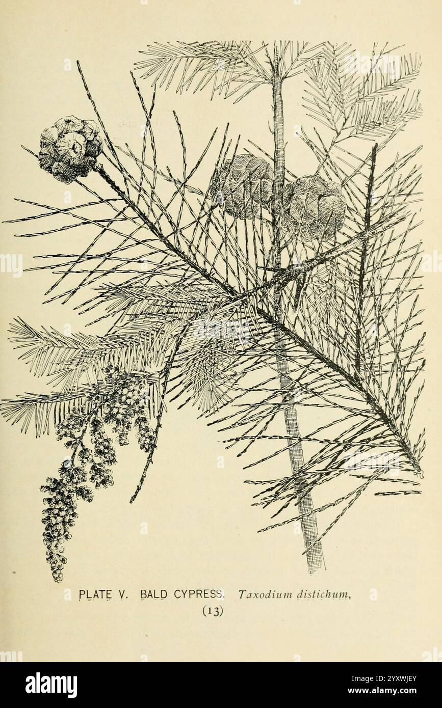 Southern, wild, flowers, and, trees, New York, Stokes[1901], botany ...