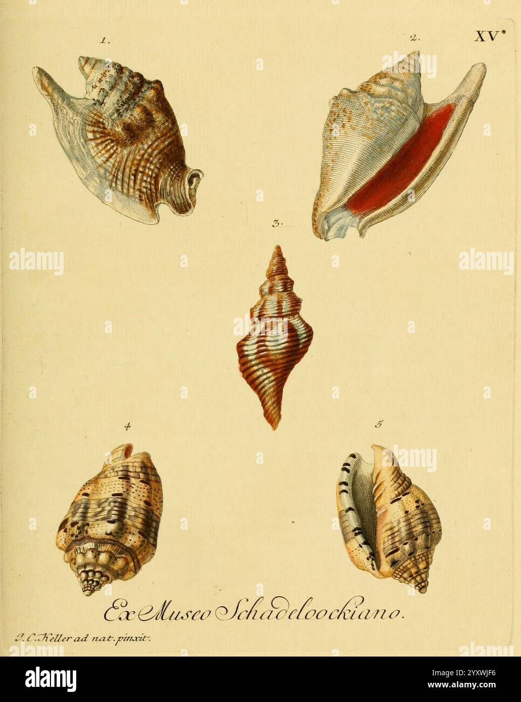 Five unique shells hi-res stock photography and images - Alamy