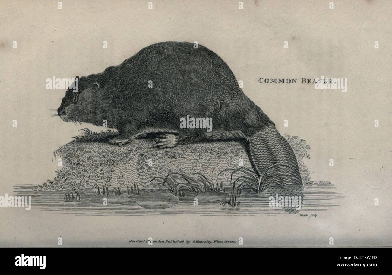 General zoology, Systematic natural history, London, Printed for G ...