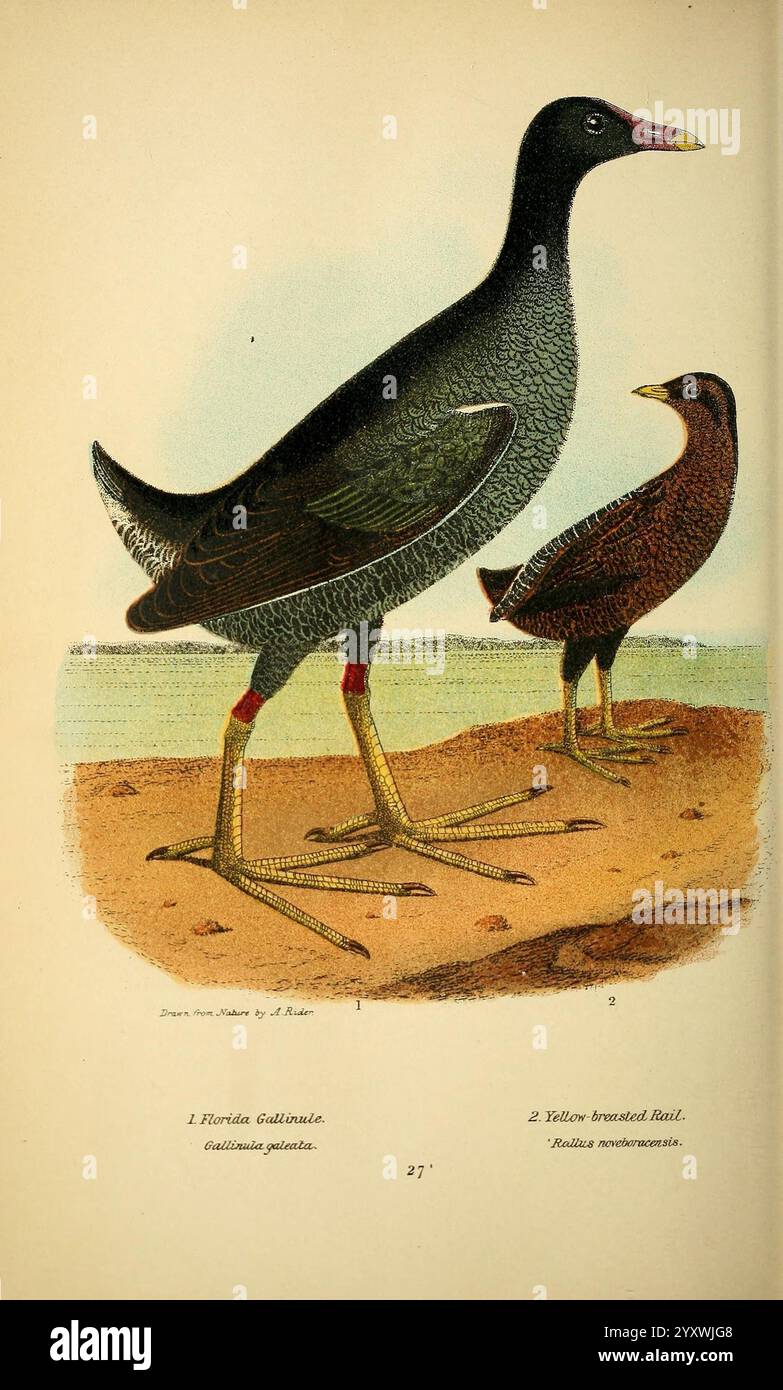American ornithology, or The natural history of the birds of the United ...