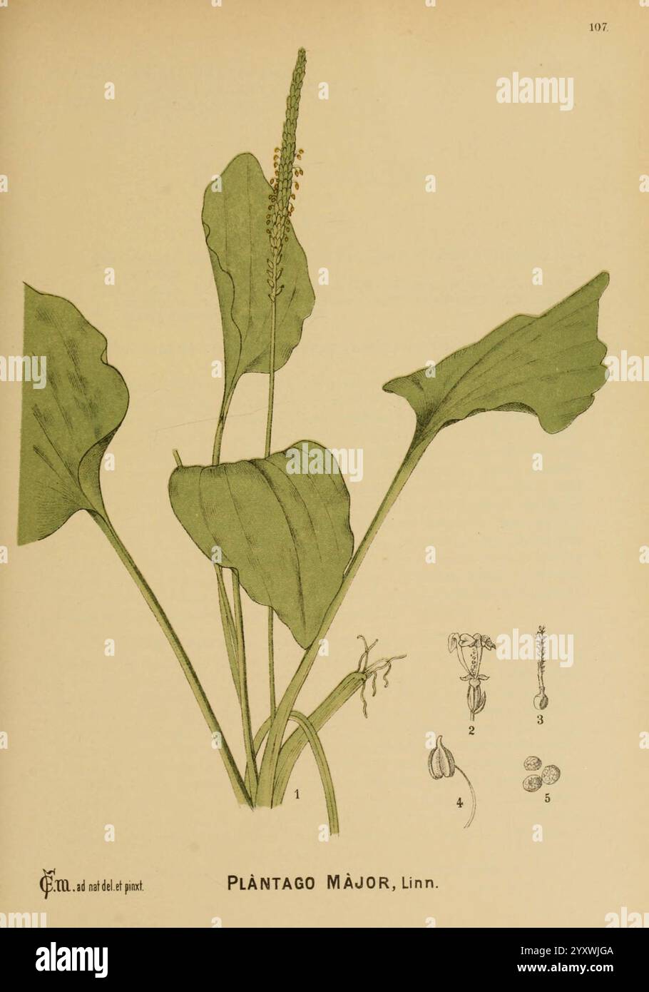 American, medicinal, plants, New York, Boericke, and, Tafel, c1887 ...