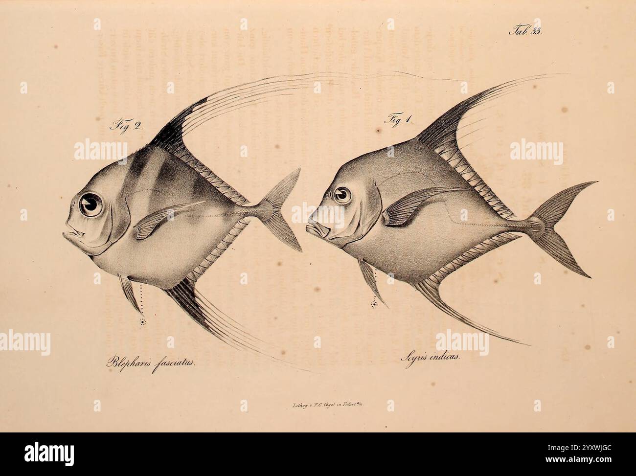 Atlas zu der Reise im nördlichen Afrika, Frankfurt am Main, Gedruckt ...