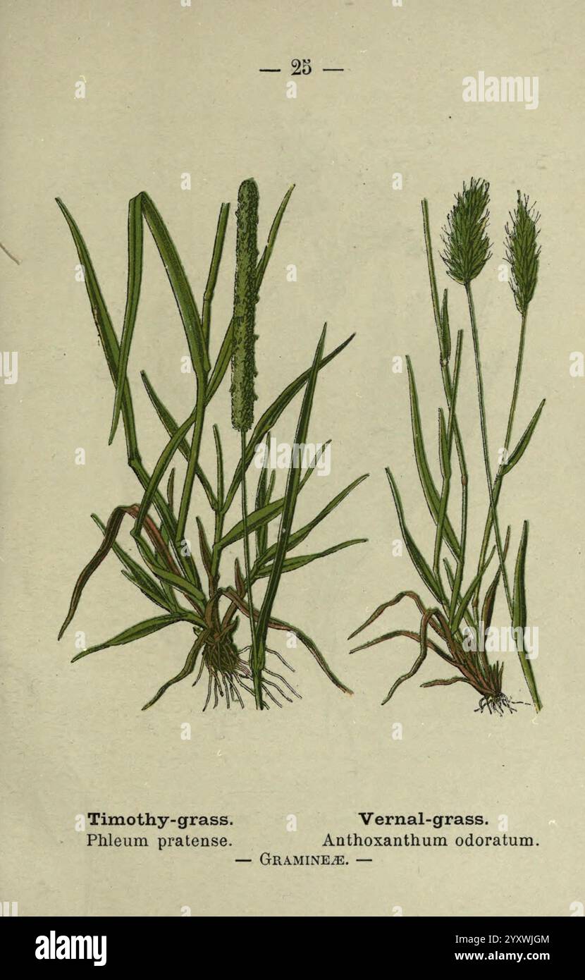 Characteristic dense spike hi-res stock photography and images - Alamy