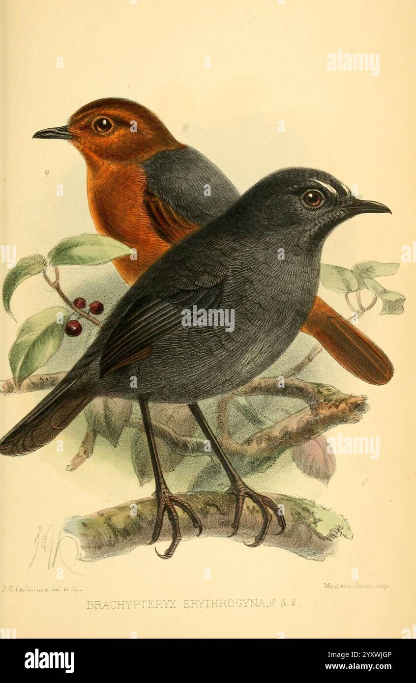 Second bird displays hi-res stock photography and images - Alamy