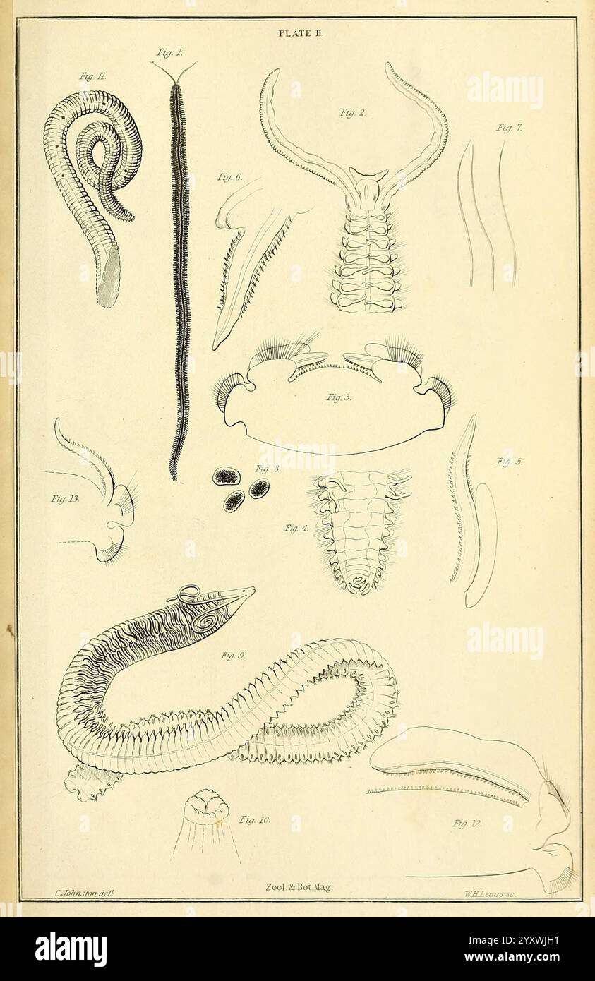 Magazine of Zoology and Botany, Edinburgh, Dublin, botany, natural ...