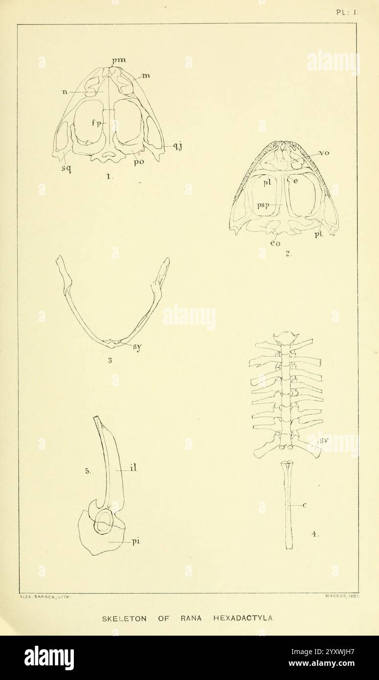 Labeled anatomical terms hi-res stock photography and images - Alamy