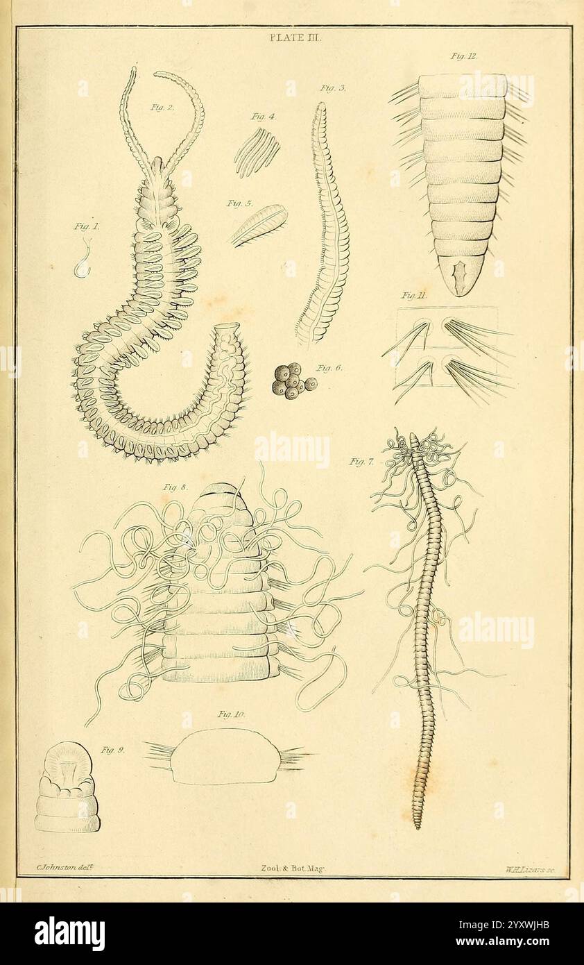 Magazine of zoology and botany, Edinburgh, Dublin, botany, natural ...