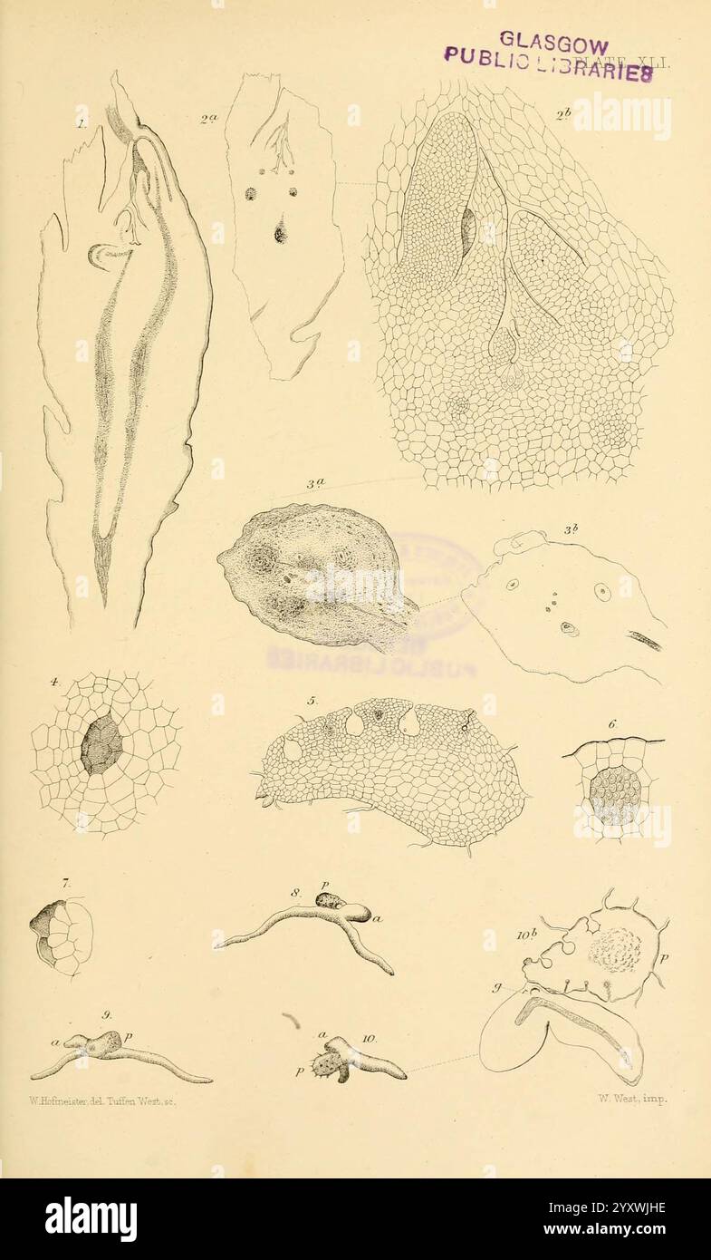 Organismal forms under observation hi-res stock photography and images ...