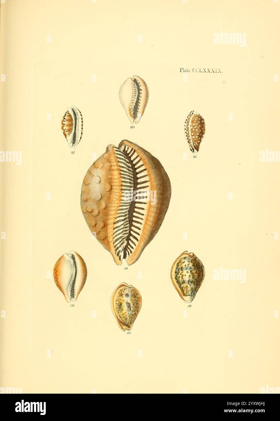 Surrounding shells vary hi-res stock photography and images - Alamy