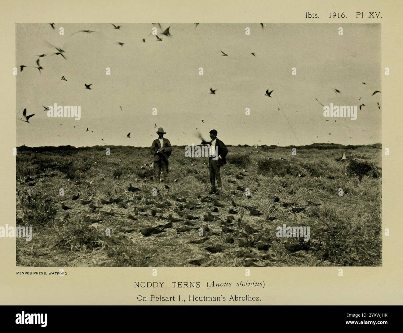 Dynamic coastal birdwatching hi-res stock photography and images - Alamy