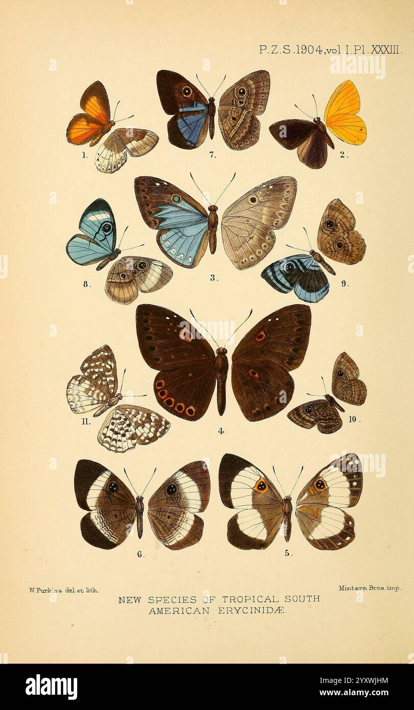 Feature larger specimens hi-res stock photography and images - Alamy