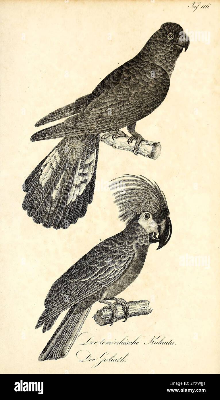 Compact physique hi-res stock photography and images - Alamy