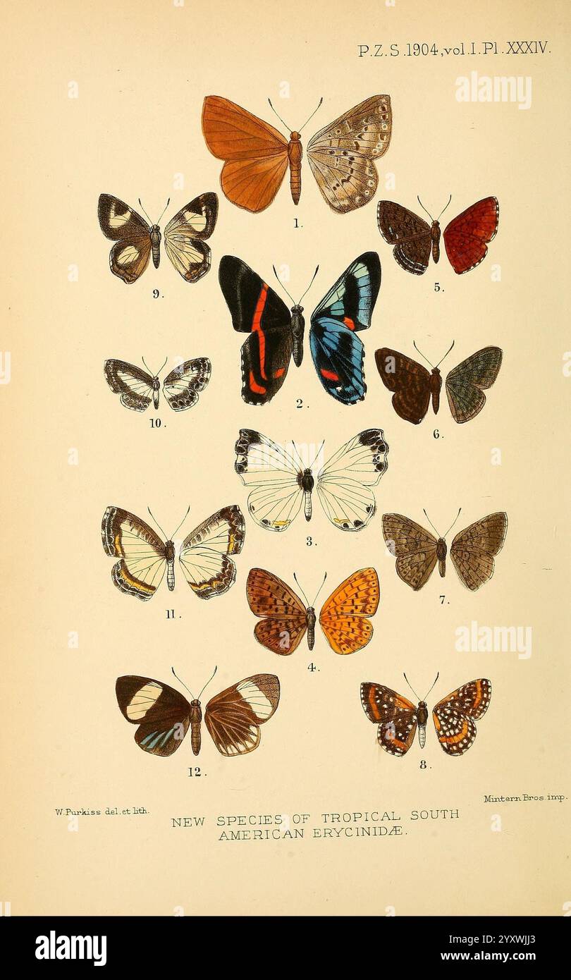 Top row showcases vibrant butterflies hi-res stock photography and ...