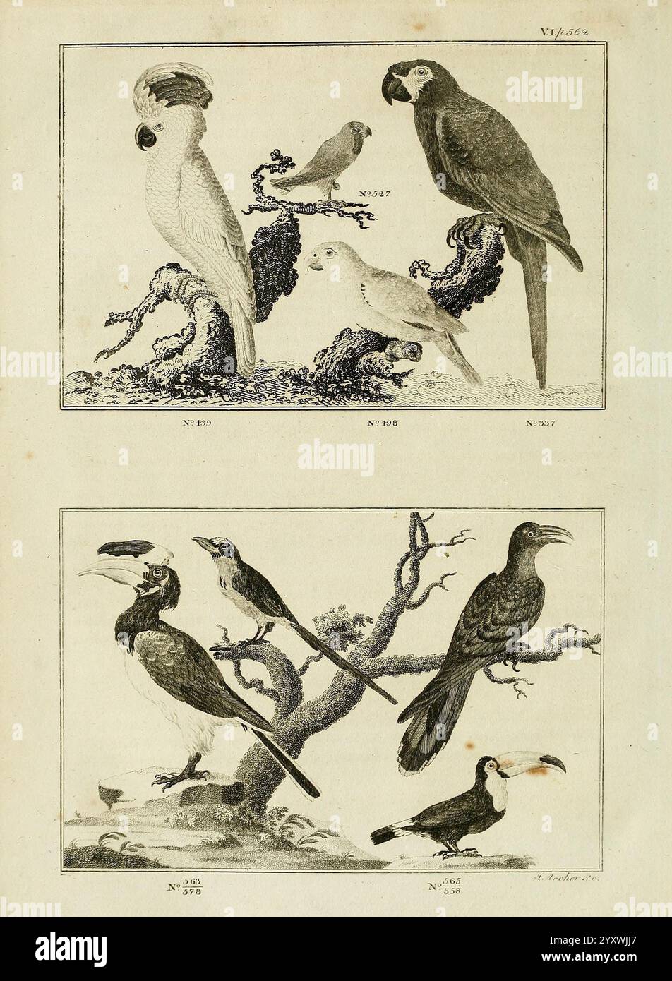 Top section showcases birds hi-res stock photography and images - Alamy