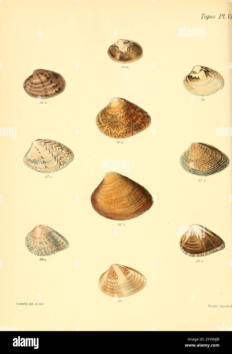 Conchologia Iconica, or Illustrations of the shells of molluscan ...