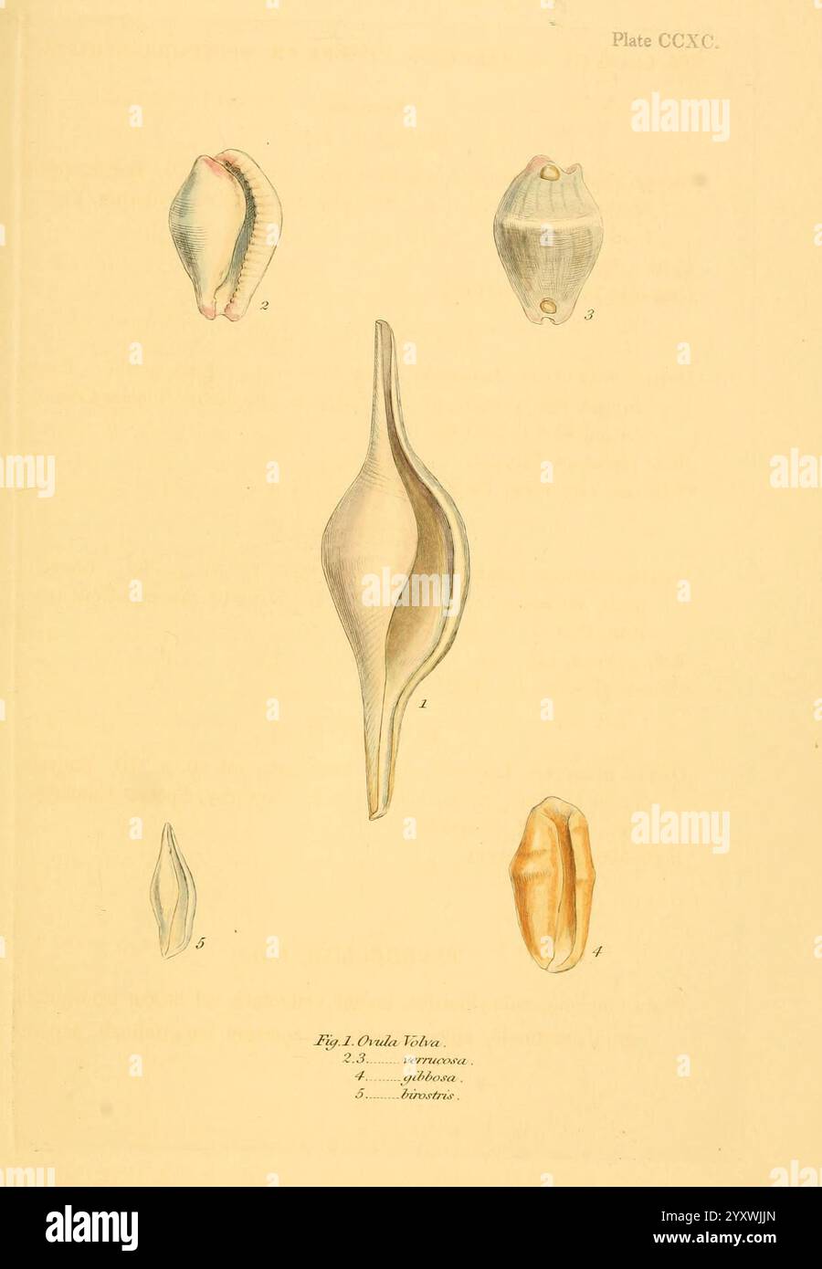 Five distinct seashells hi-res stock photography and images - Alamy