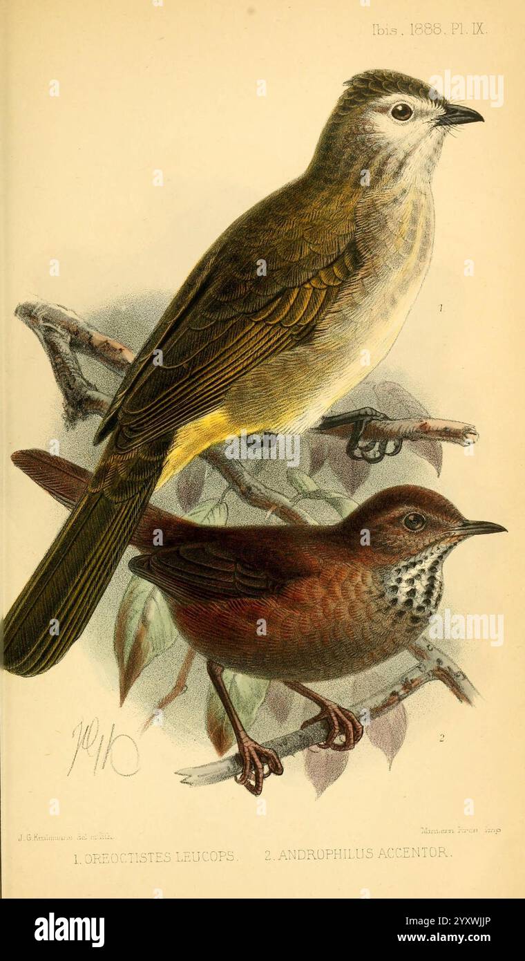 Ibis London, Published for the British Ornithologists' Union by ...