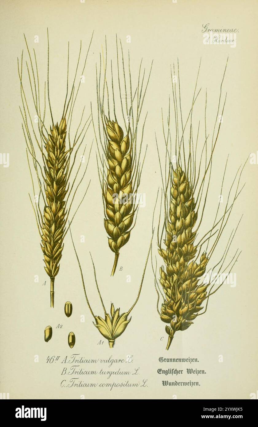 Flora von Deutschland, Österreich und der Schweiz, Gera, Zezschwitz ...