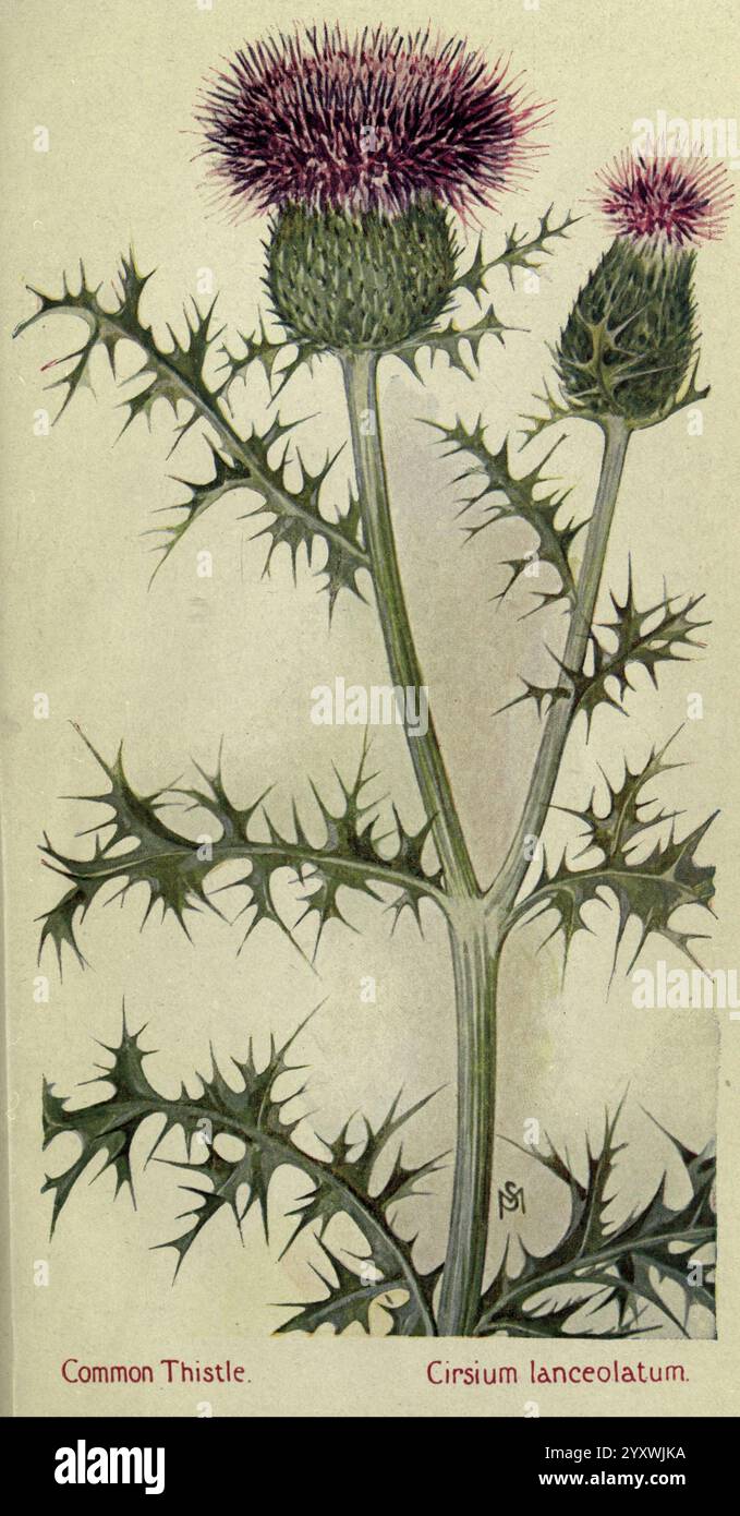 Vibrant purple flower heads stand hi-res stock photography and images - Alamy