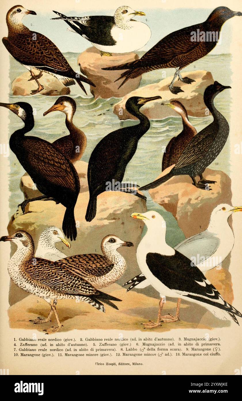 Diverse avian life represented hi-res stock photography and images - Alamy