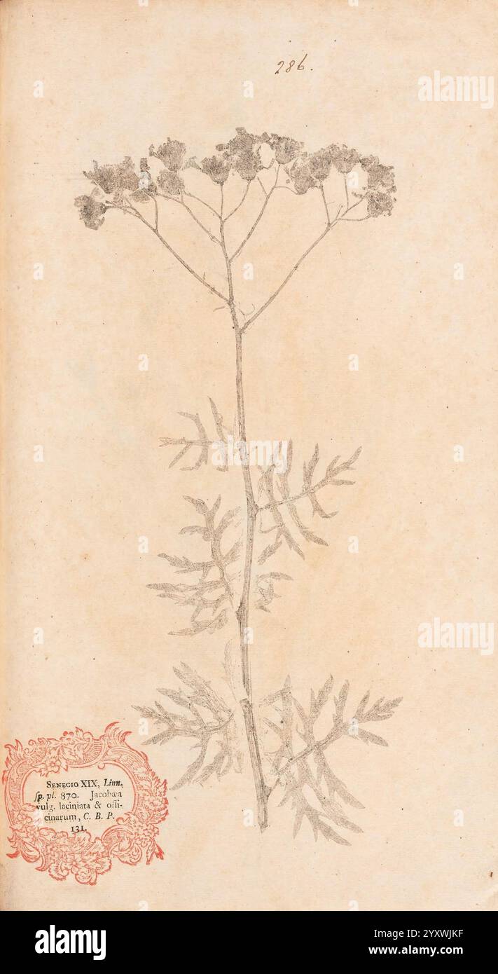 Pictorial works plants specimens hi-res stock photography and images ...