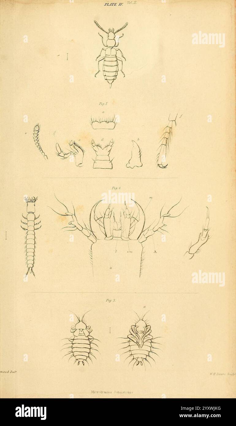 Different crustacean forms hi-res stock photography and images - Alamy